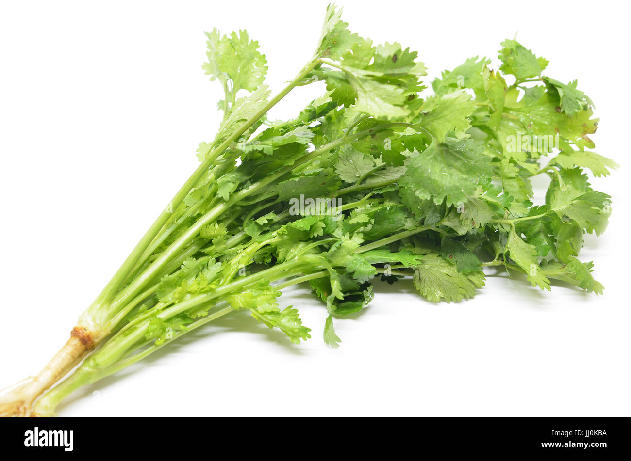 Fresh coriander bunch isolated on white background Stock Photo - Alamy