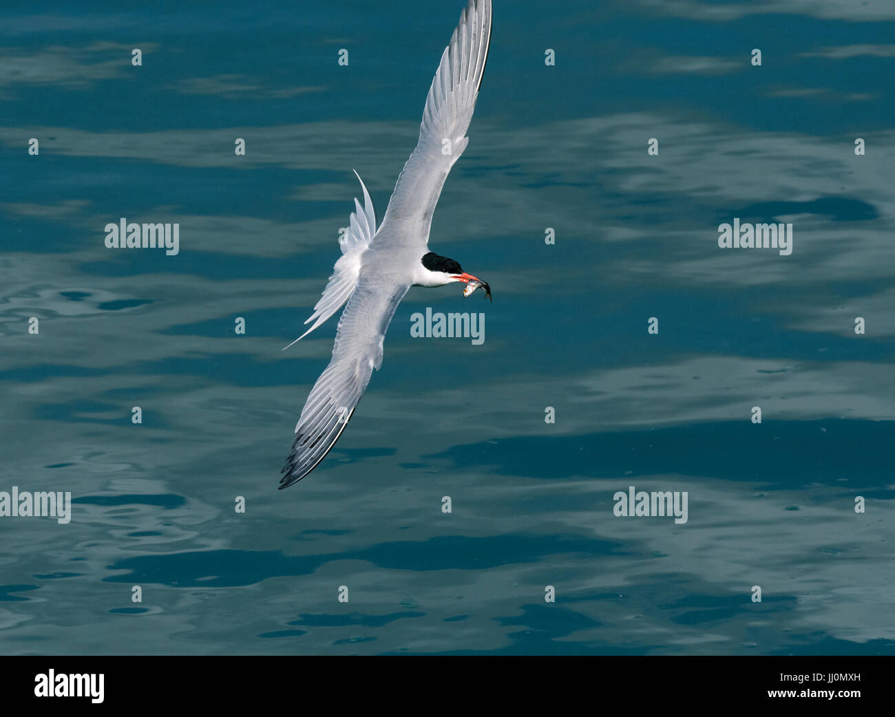 Common tern, Sterna hirundo, in flight with prey Stock Photo - Alamy