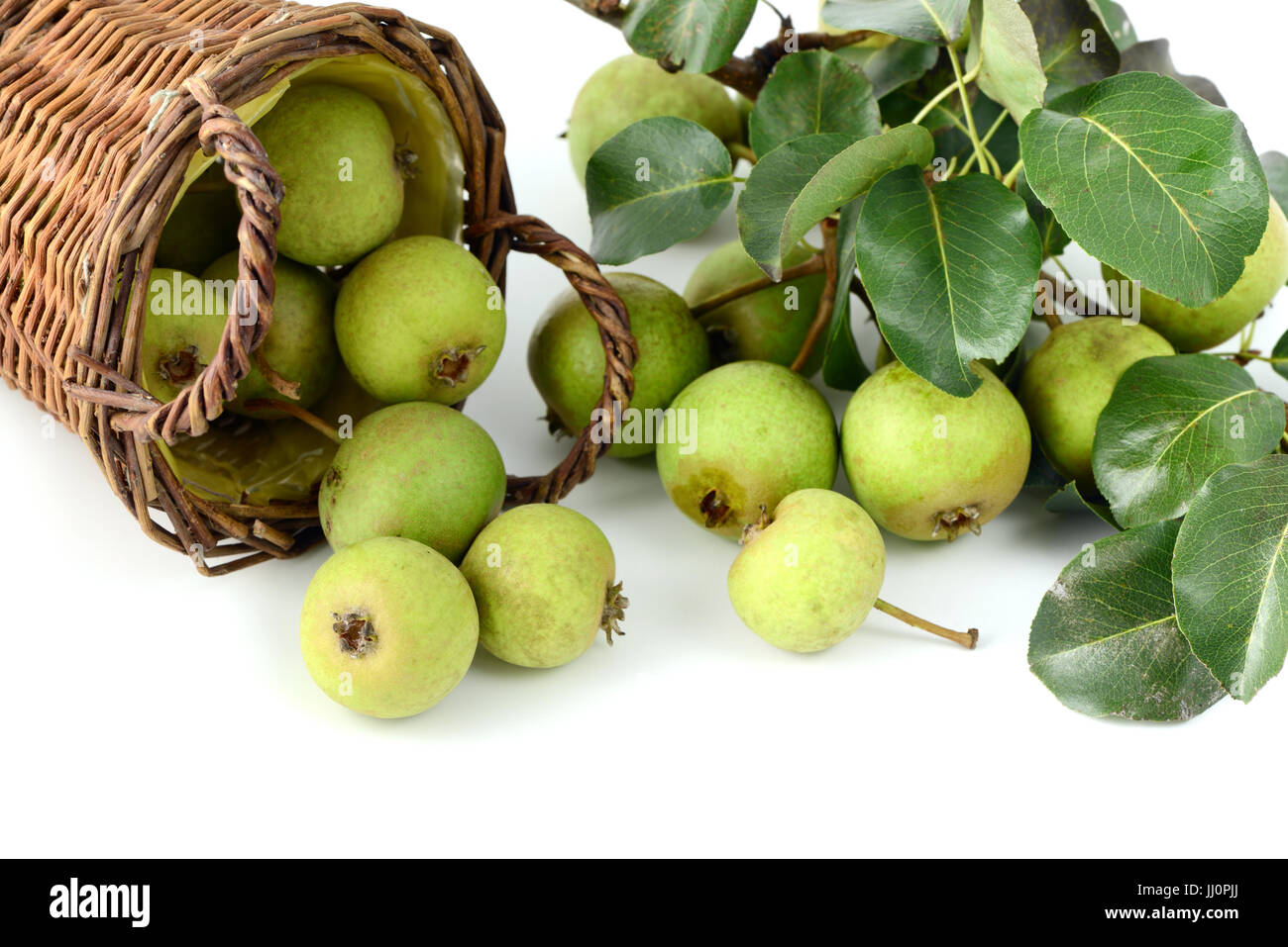 European wild pear on white background Stock Photo - Alamy