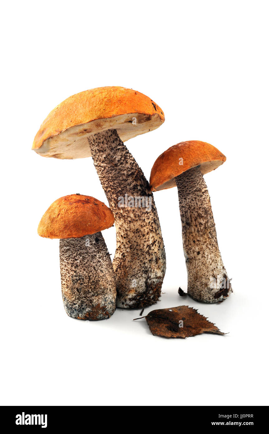 Focus on boletus mushroom Cut Out Stock Images & Pictures - Alamy