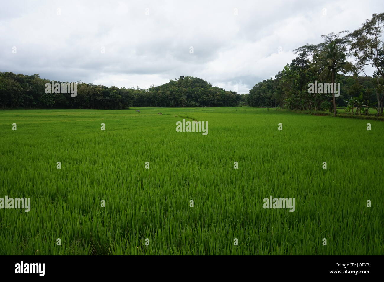 Campo arroz hi-res stock photography and images - Alamy