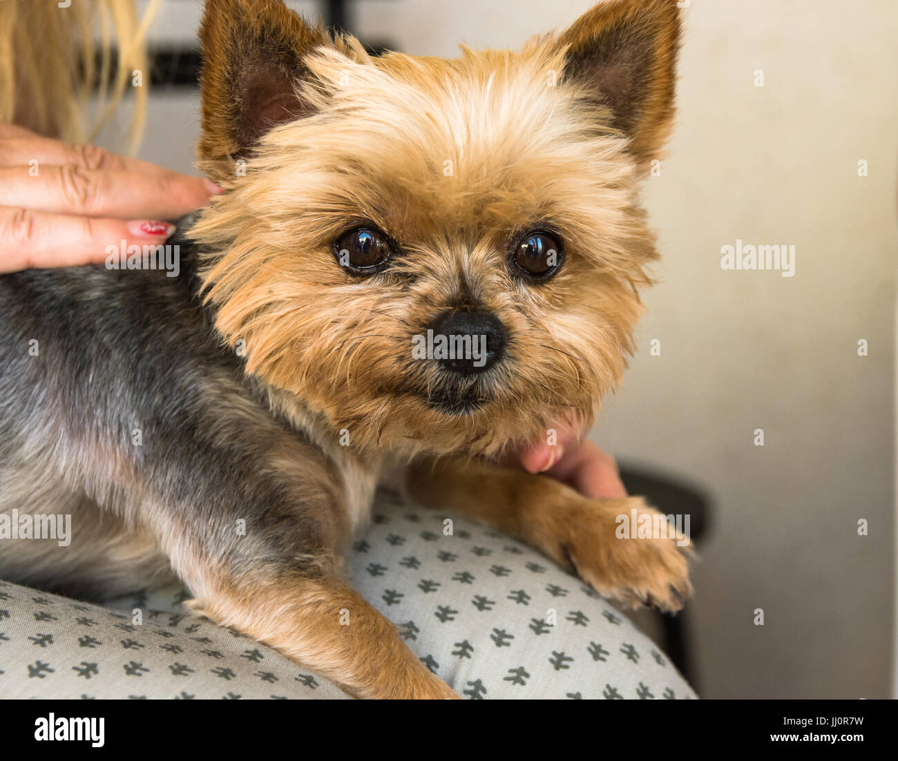 Yorkie Close Up Of Face High Resolution Stock Photography and Images ...