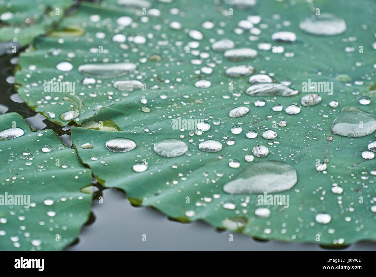 Silver lily hi-res stock photography and images - Alamy