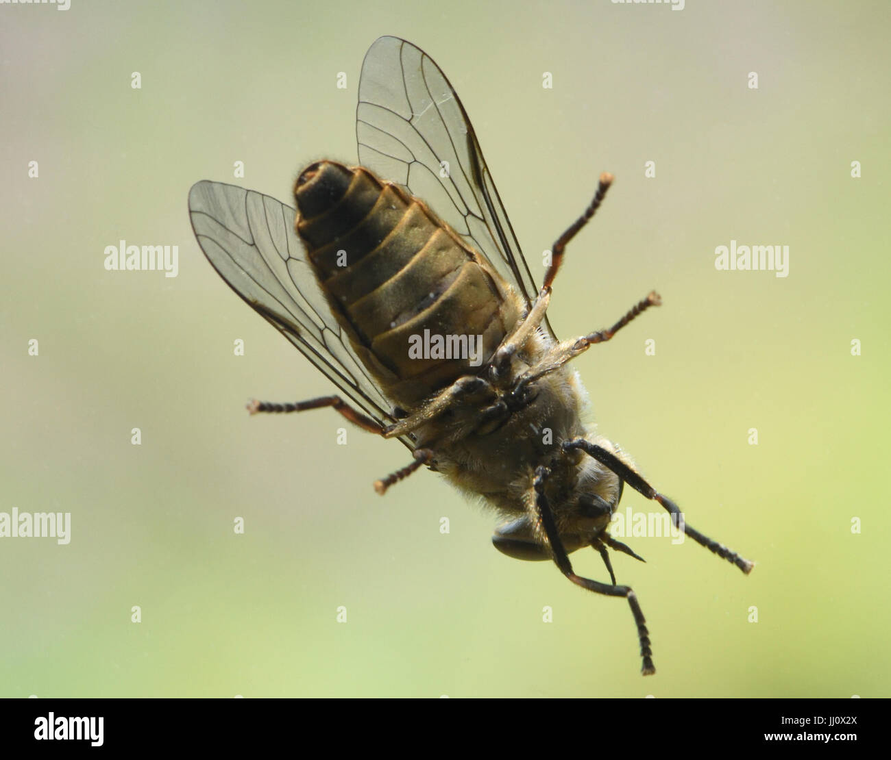 The underside of a horse-fly (Tabanus species) sitting on a window ...