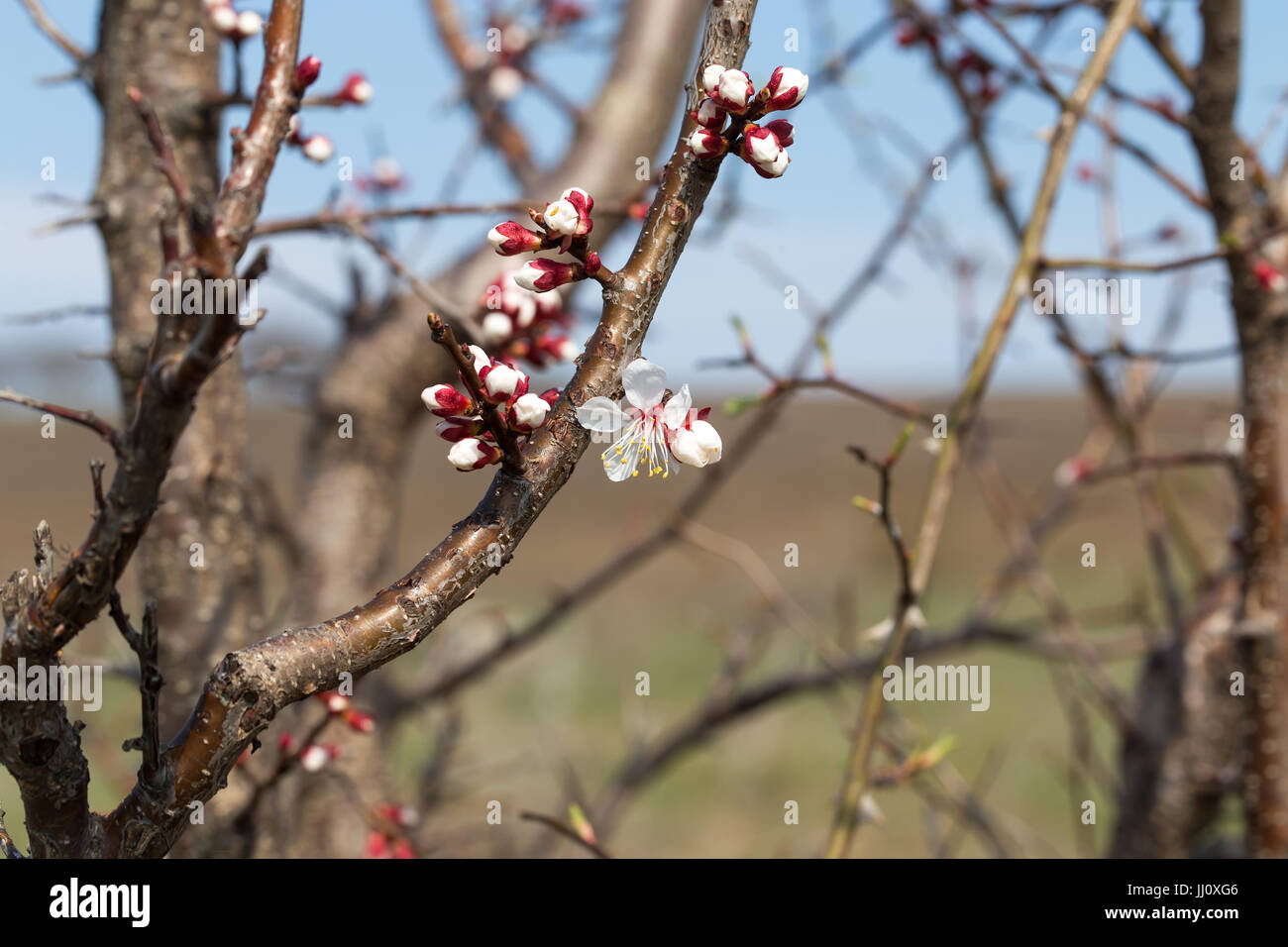 Blooming tree with buds Stock Photo - Alamy