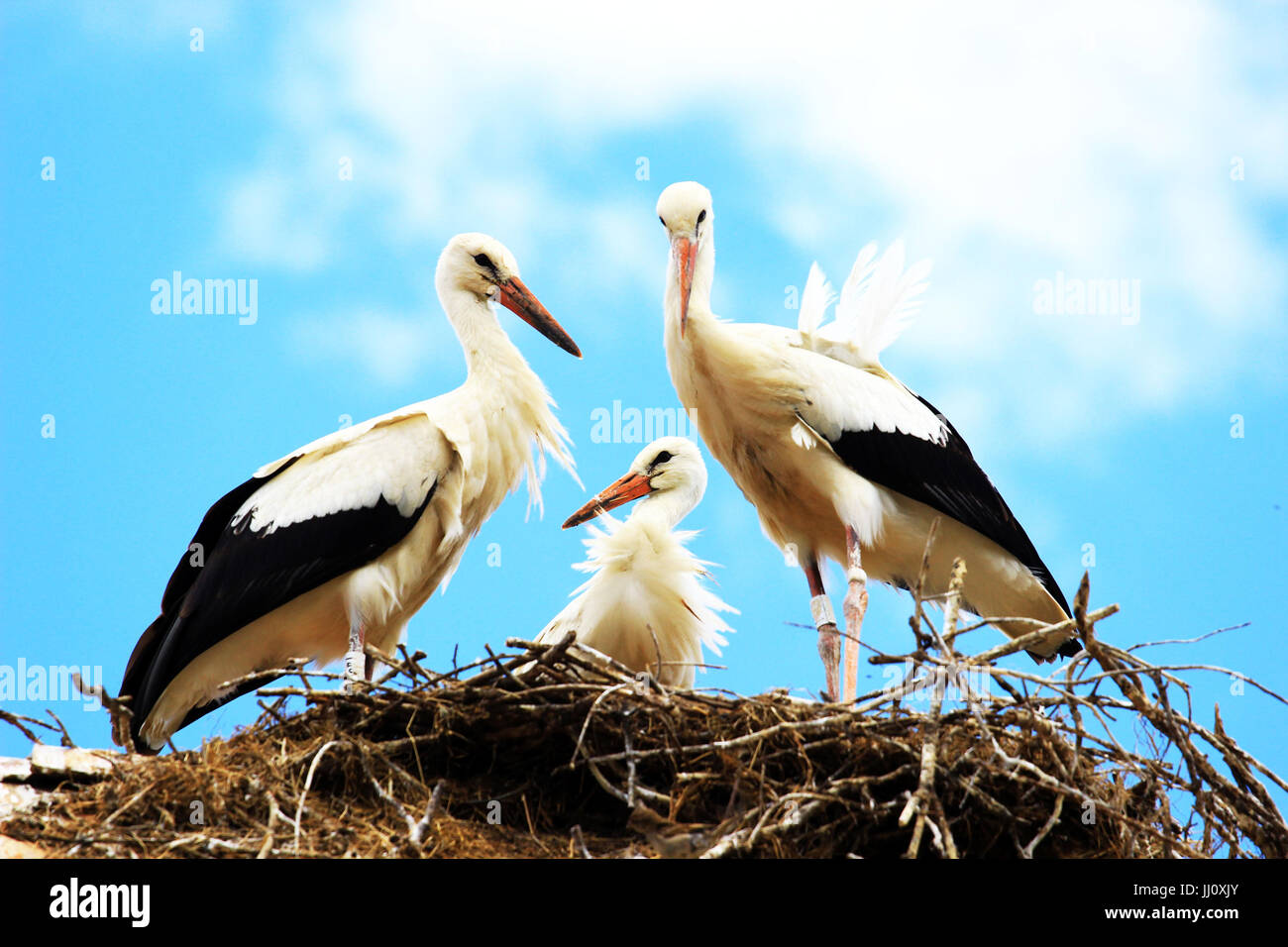 White storks, young generation in nest Stock Photo - Alamy