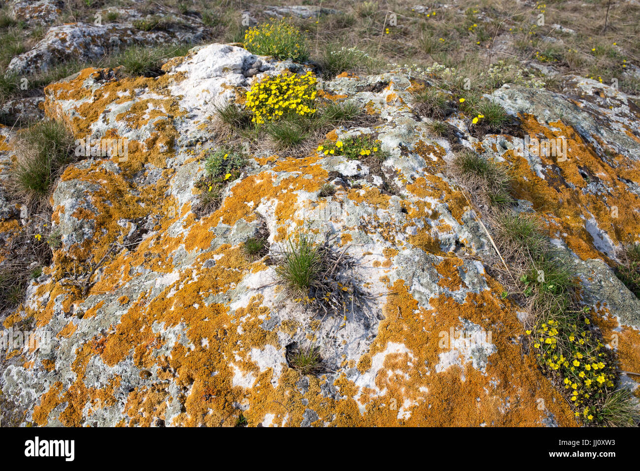 Big stones with yellow moss Stock Photo - Alamy