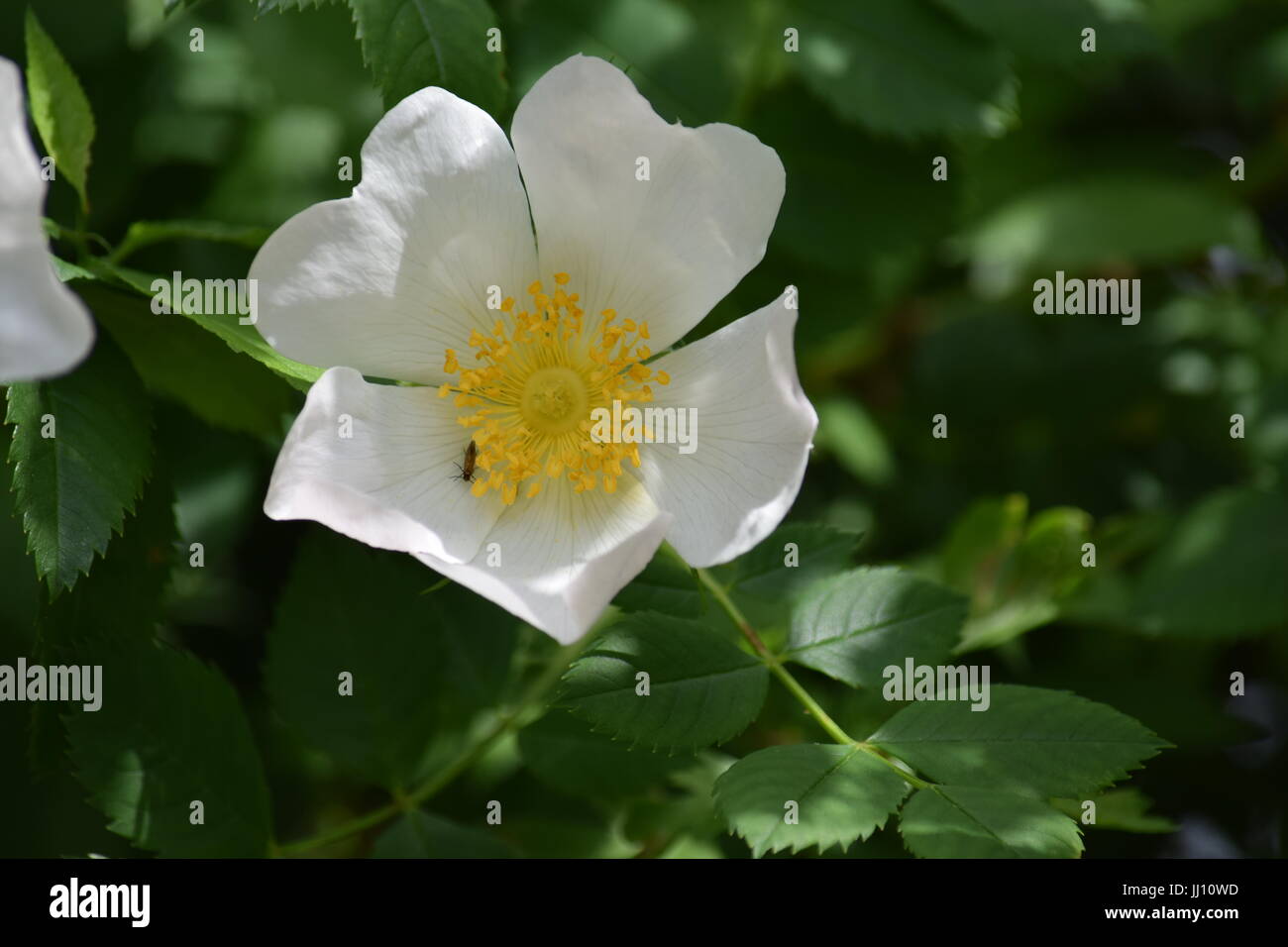 White rosa rugosa Stock Photo - Alamy