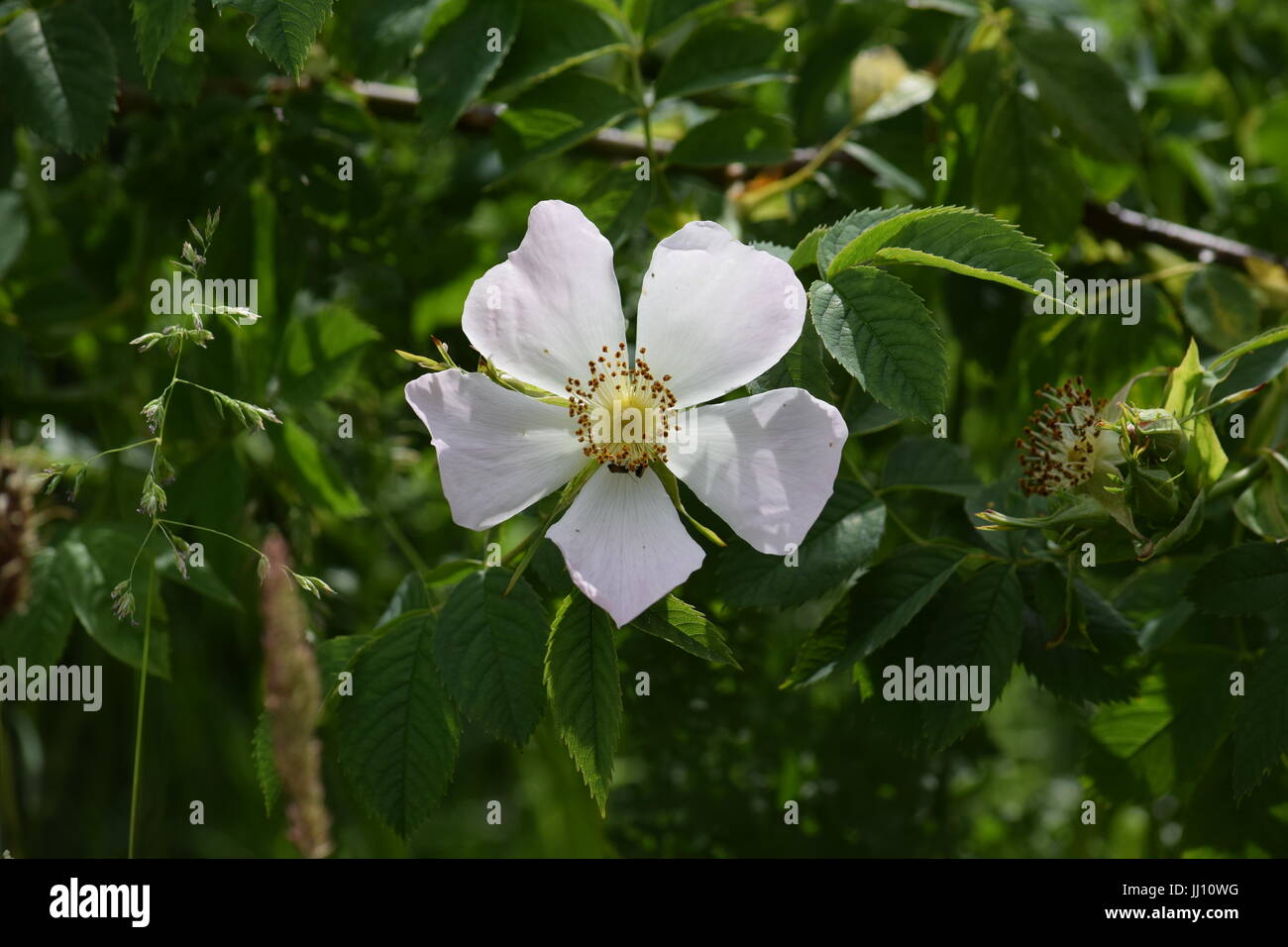 Rosa rugosa flower Stock Photo - Alamy