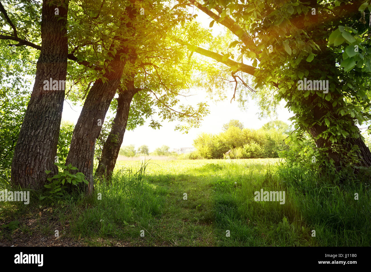 A path under green trees to the sun. Summer. The concept of the ...
