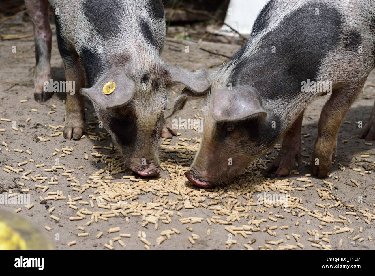 Farm netherlands pig hi-res stock photography and images - Alamy