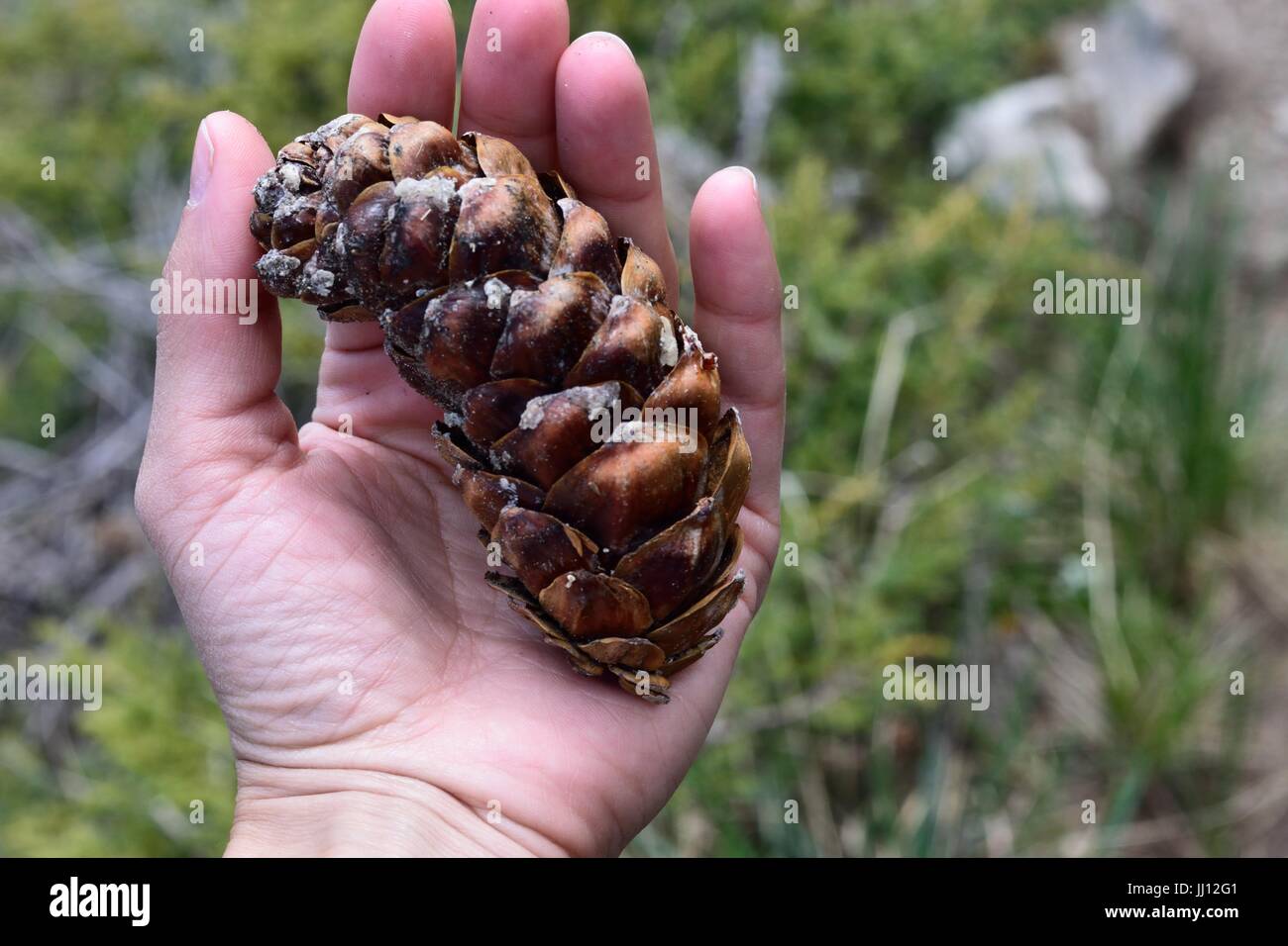 Pinecone top view hi-res stock photography and images - Alamy