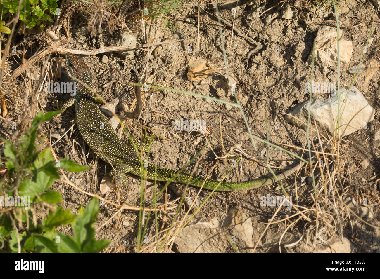 Female western green lizard (Lacerta bilineata) basking near Rimplas in ...
