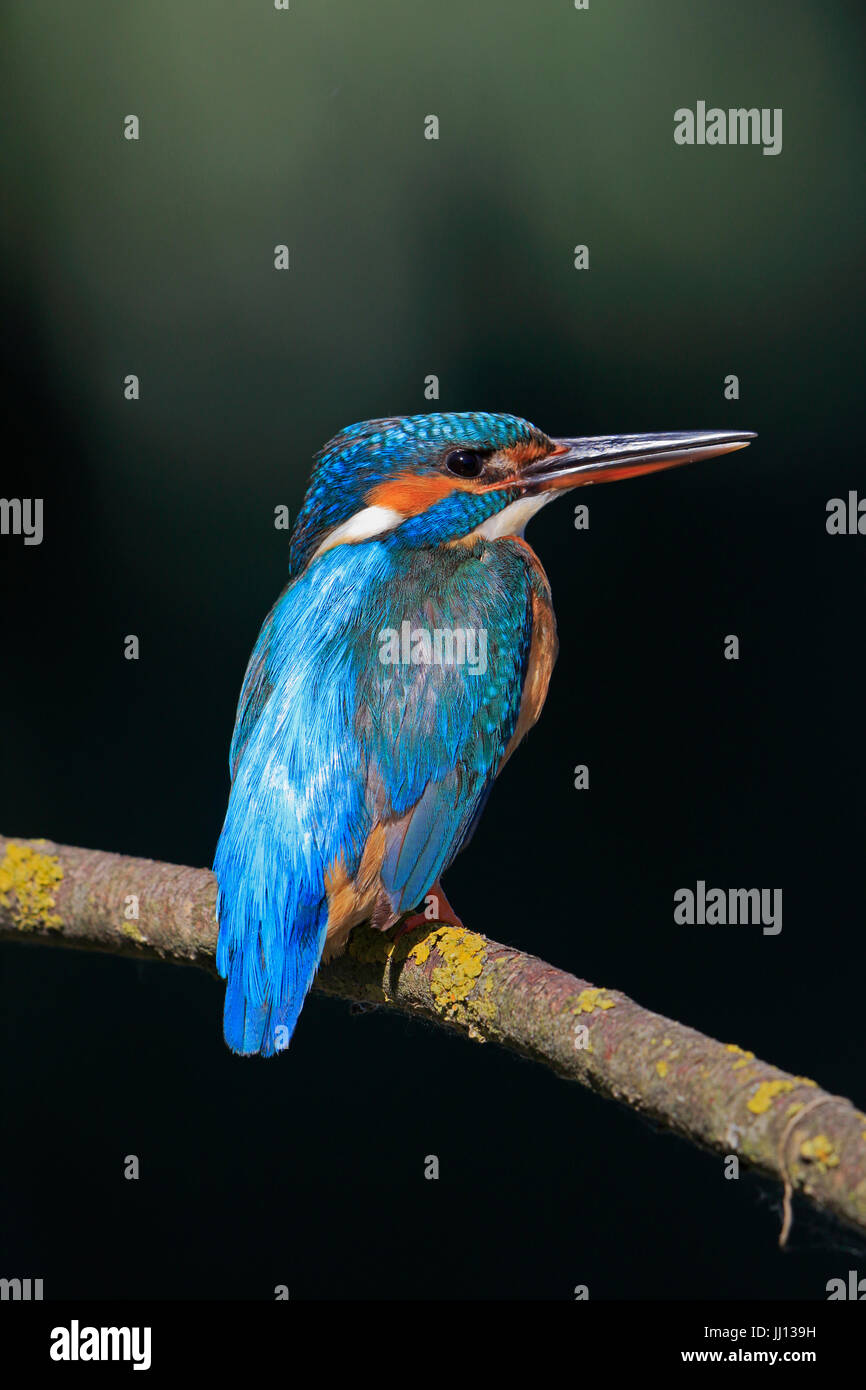 Female common kingfisher in hi-res stock photography and images - Alamy