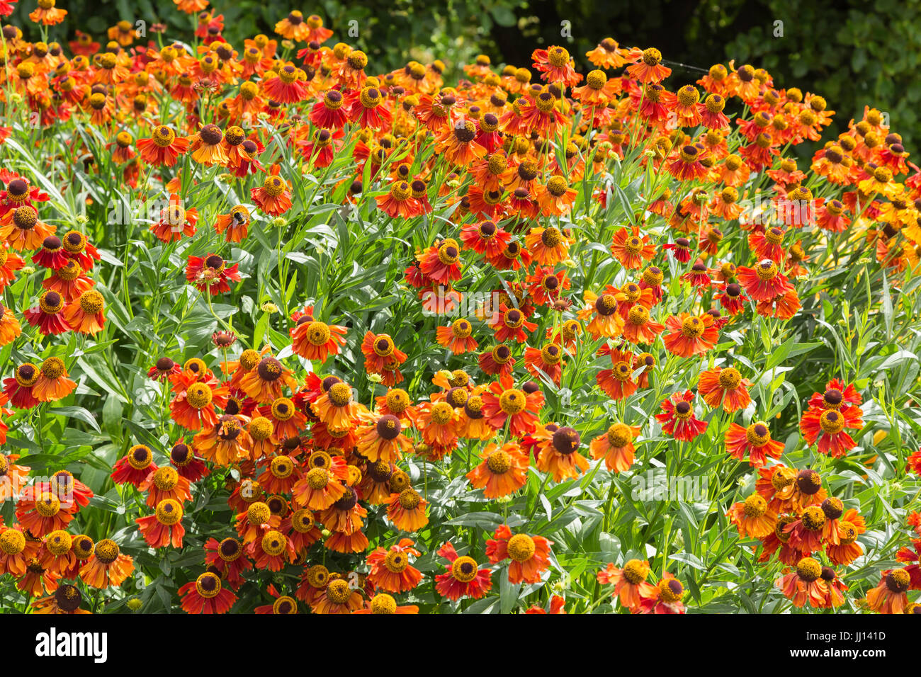Large Planting of Helenium in Flower Stock Photo - Alamy
