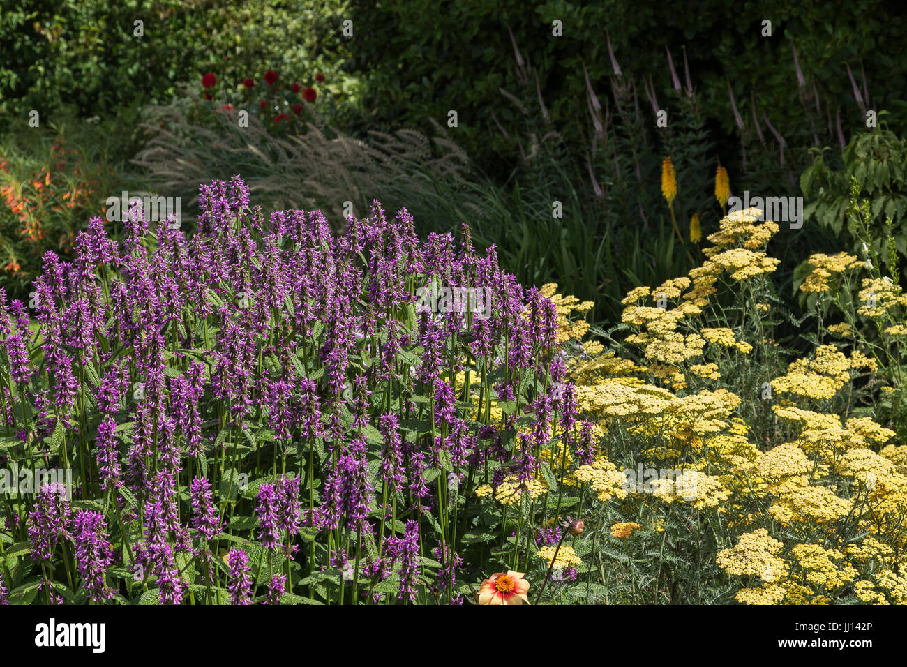 Rhs hyde hall hilltop garden hi-res stock photography and images - Alamy