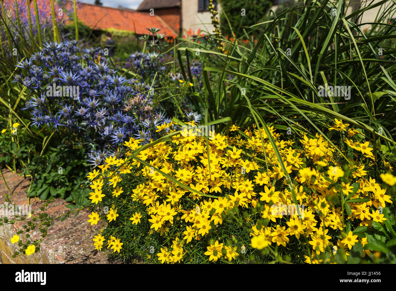 Perennial Flowers at RHS Hyde Hall Gardens Stock Photo - Alamy