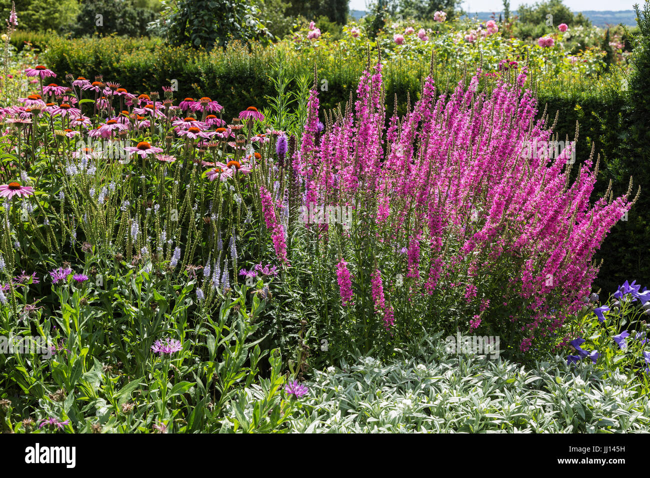Rhs hyde hall hilltop garden hi-res stock photography and images - Alamy
