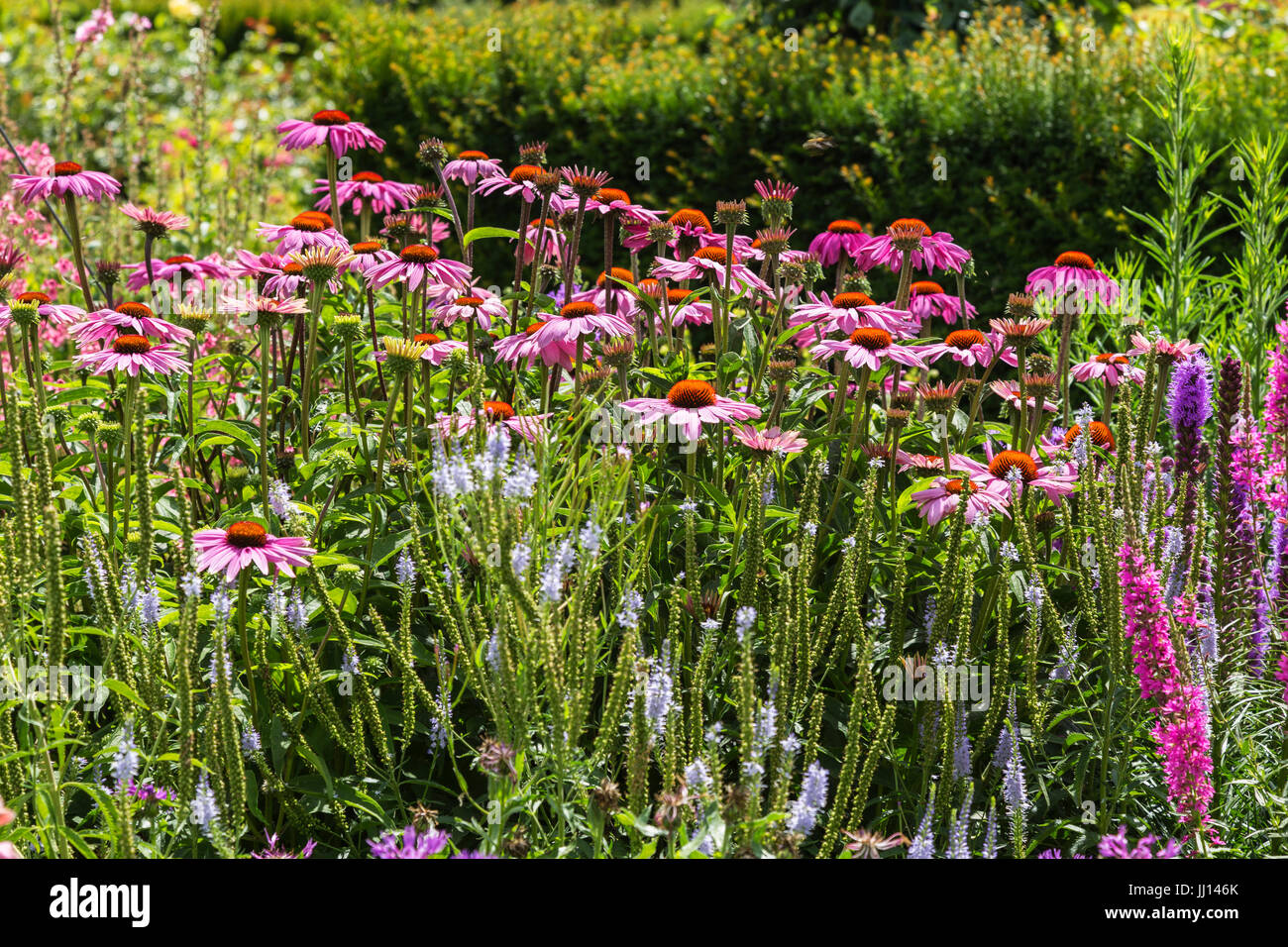 Perennial Flowers at RHS Hyde Hall Gardens Stock Photo - Alamy