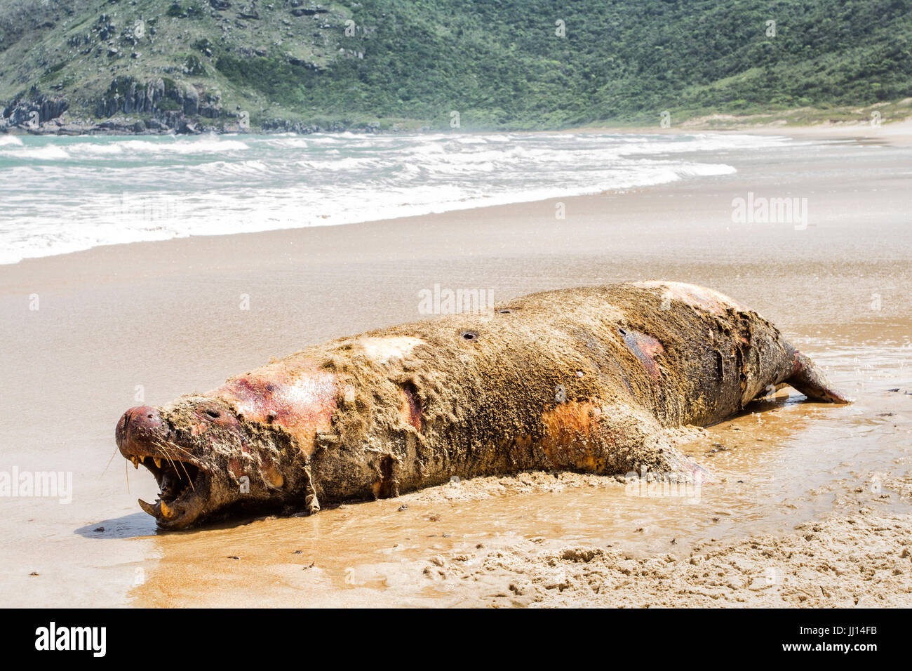 Florianópolis lagoinha do leste hi-res stock photography and images - Alamy