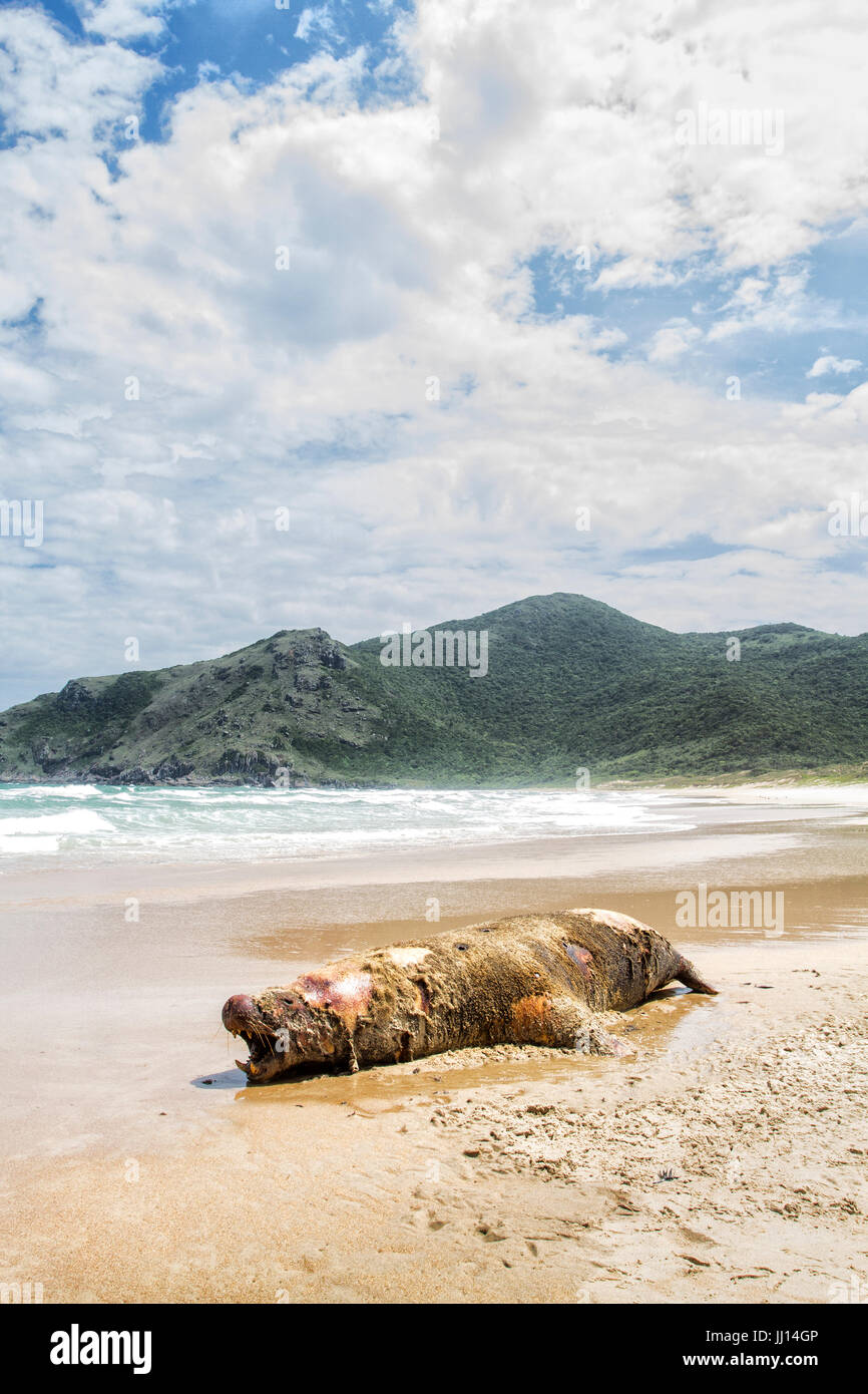 Rotting remains of a deceased sea lion at Lagoinha do Leste Beach ...