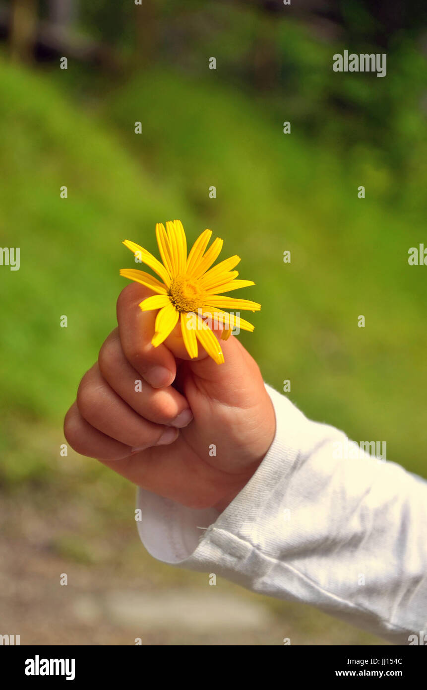childs hand with flower Stock Photo - Alamy