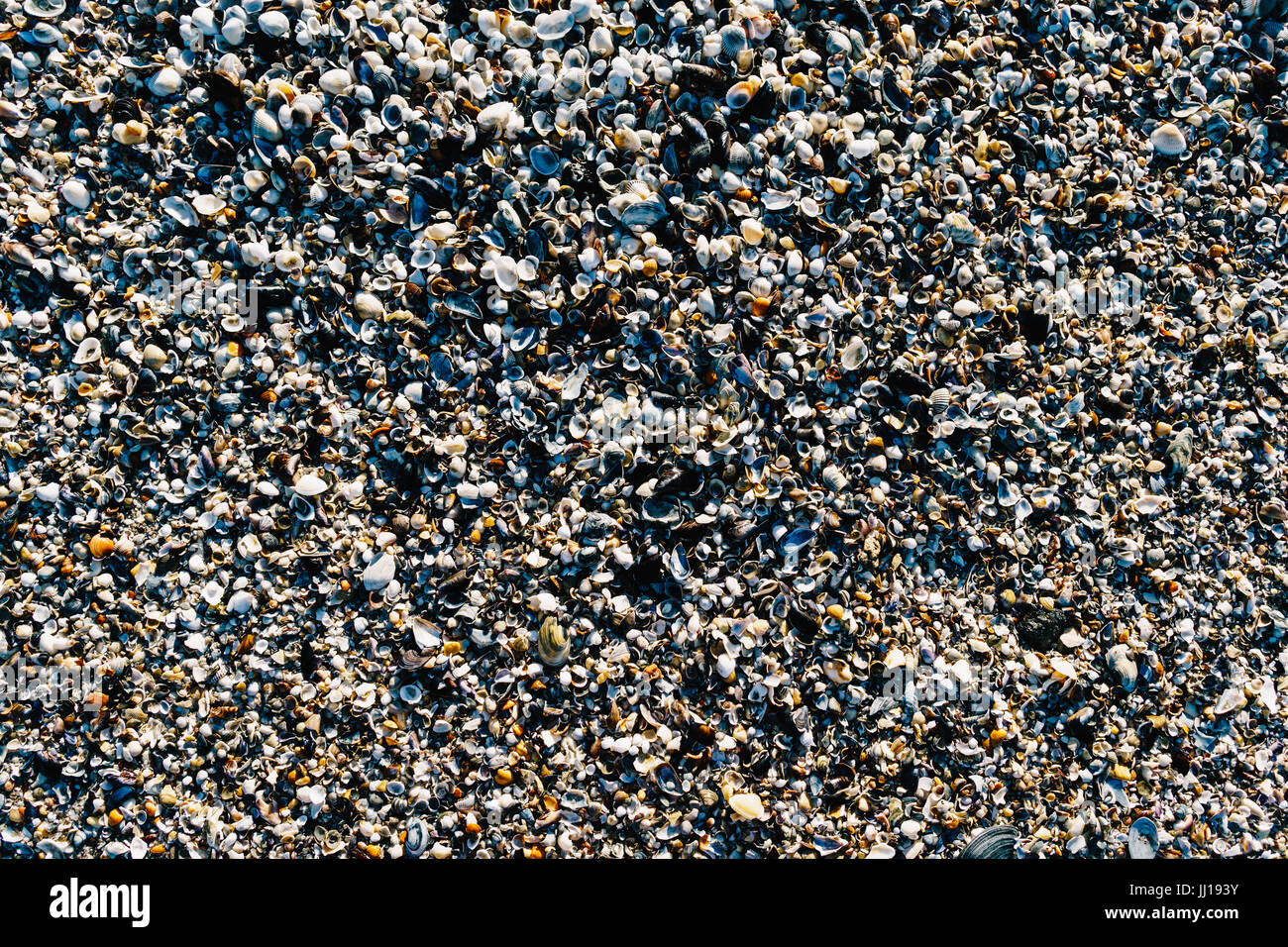 Sea Shells On Beach Sand Stock Photo - Alamy