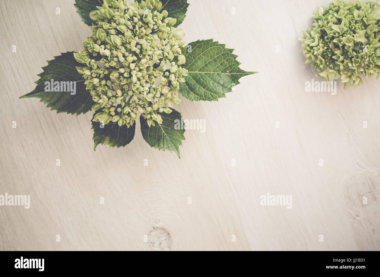 green hydrangea blossom still life - top view Stock Photo - Alamy