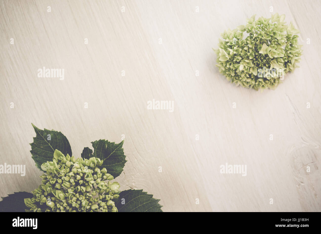 green hydrangea blossom still life - top view Stock Photo - Alamy