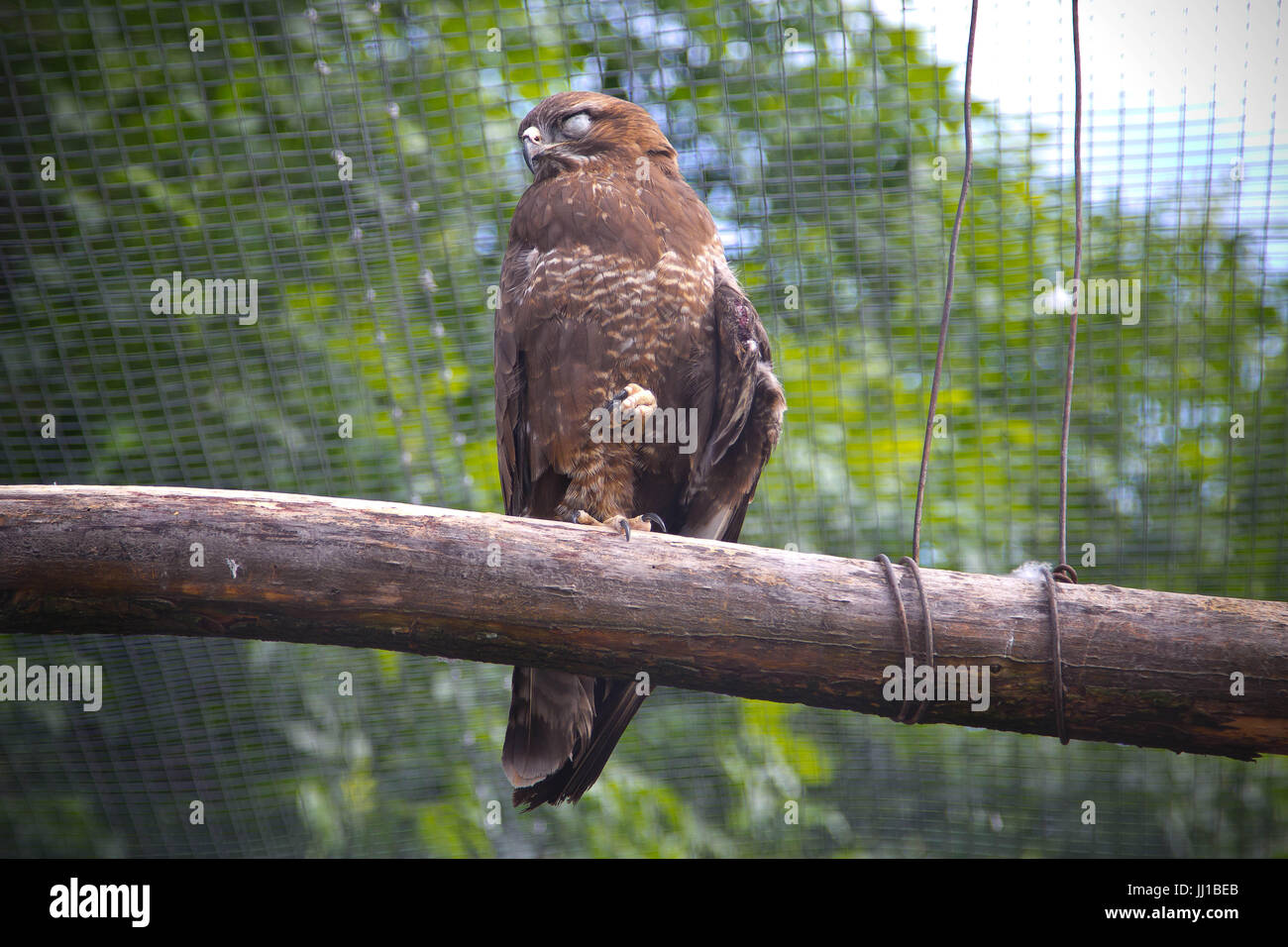 A female buzzard looks back from her perch on stick Stock Photo - Alamy