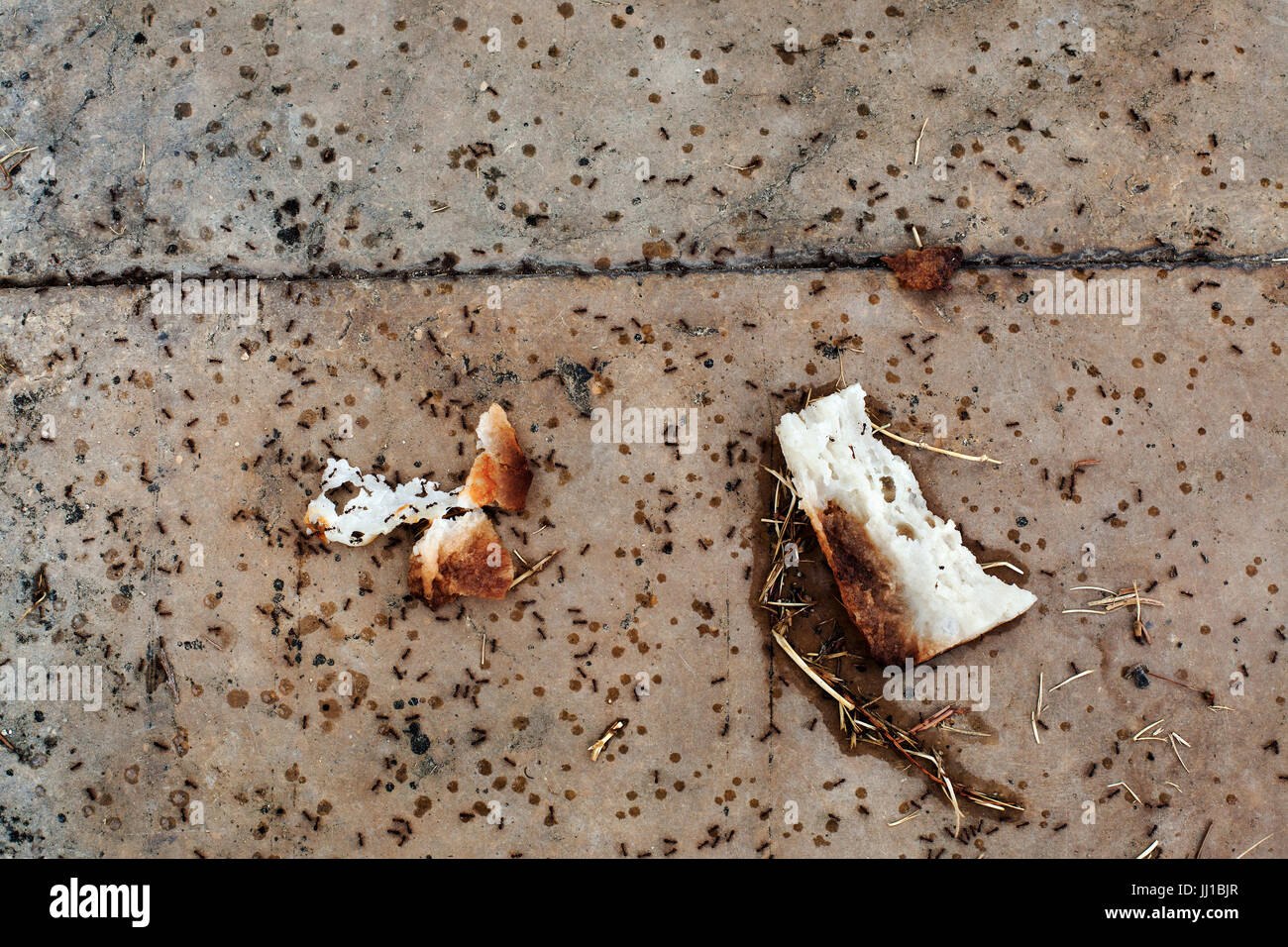 Pavement ants hi-res stock photography and images - Alamy