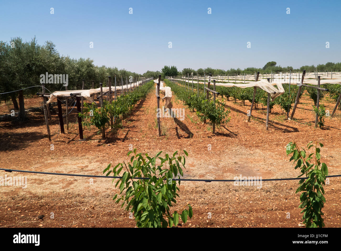 Olive tree irrigation hi-res stock photography and images - Alamy