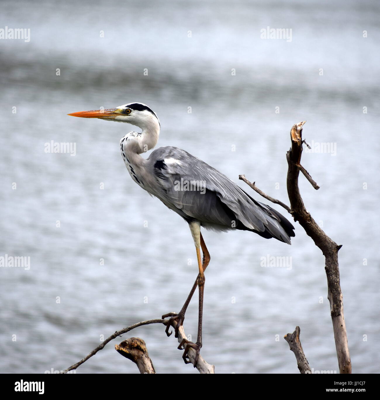 Great blue heron standing on hi-res stock photography and images - Alamy