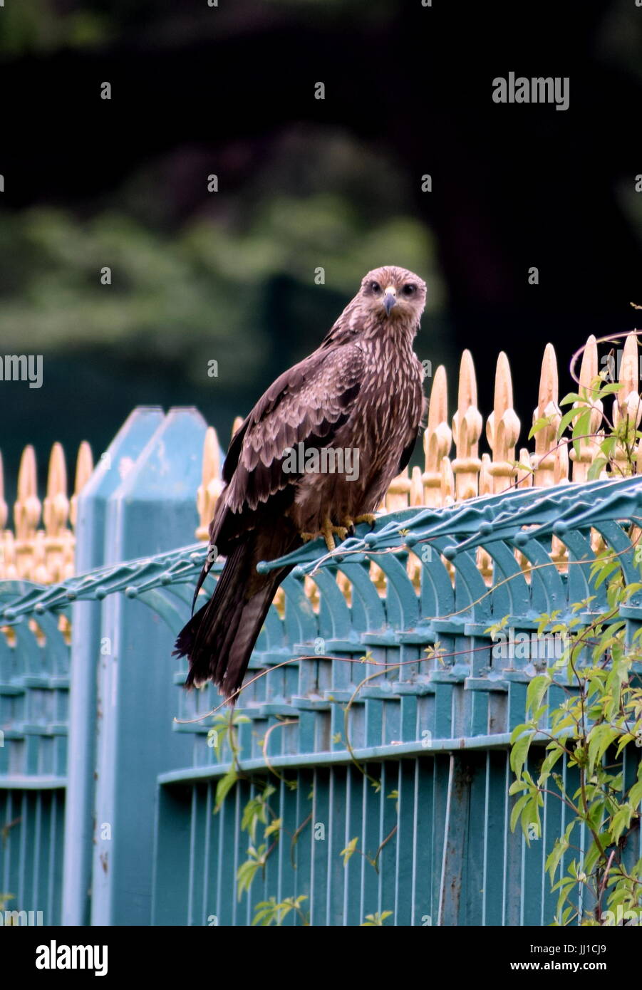 Beautiful Eagle portrait sitting with nice background Stock Photo - Alamy