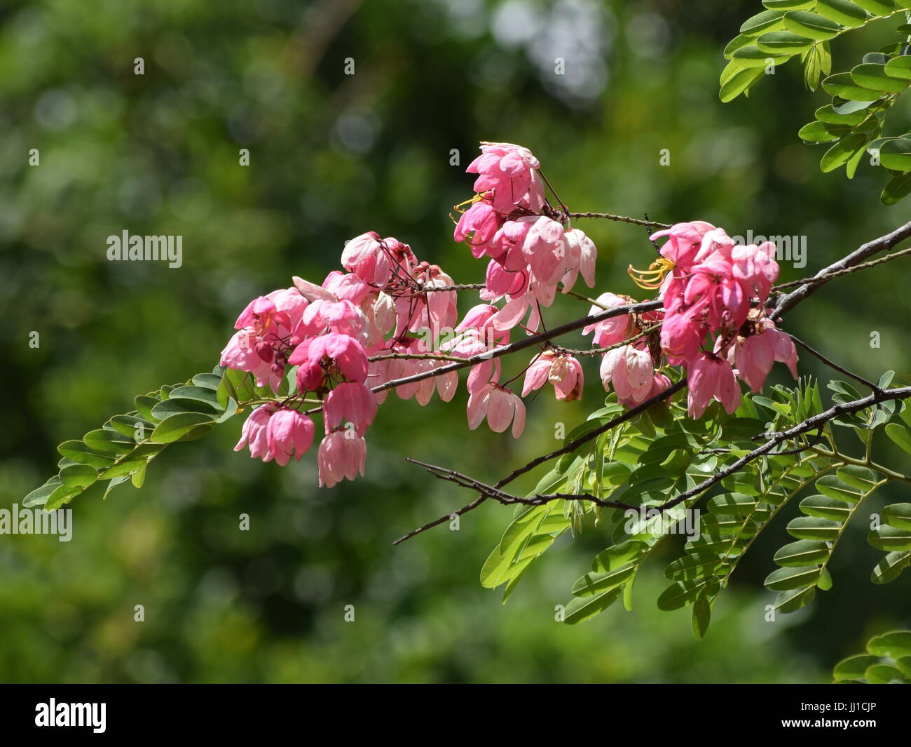 Beautiful pink bunch of flowers side view Stock Photo - Alamy