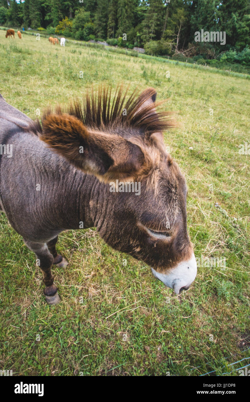 Friendly brown donkey in green field. Close up wide angle. sniffing ...