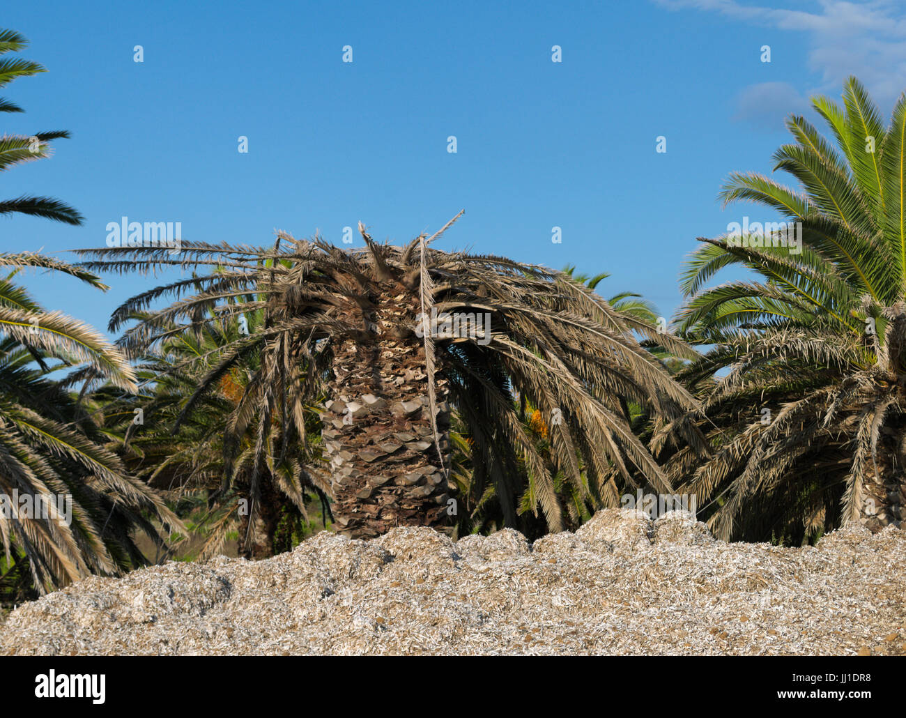 chopped palm and Stock Photo - Alamy