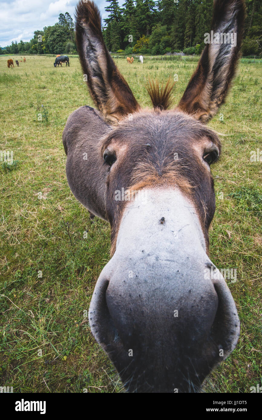Brown Donkey