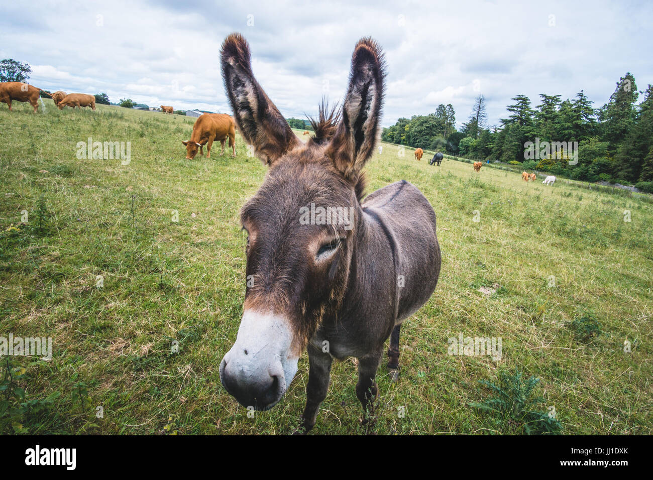 Friendly brown donkey in green field. Close up wide angle. sniffing ...