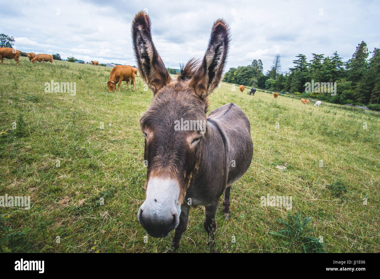 Friendly brown donkey in green field. Close up wide angle. sniffing ...