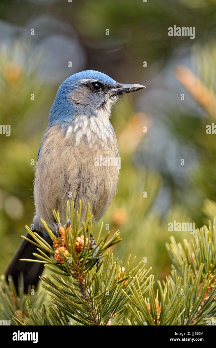 Pinyon jay hi-res stock photography and images - Alamy