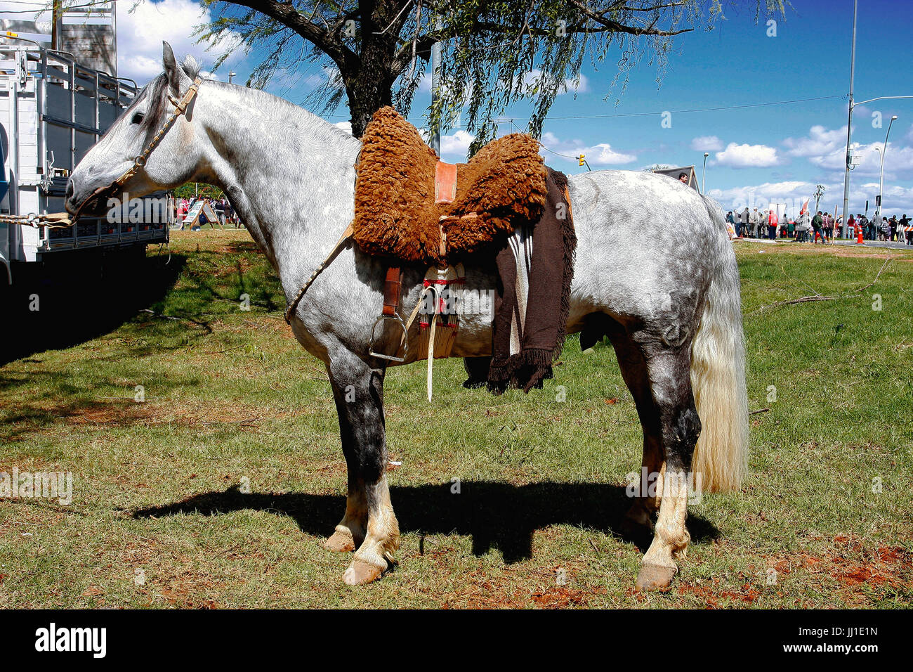 Crowd horse detail hi-res stock photography and images - Alamy