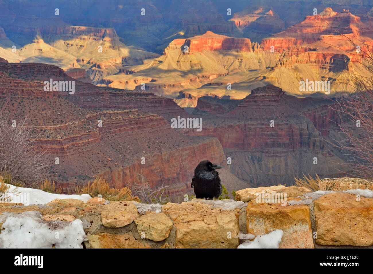 Canyon ravens hi-res stock photography and images - Alamy
