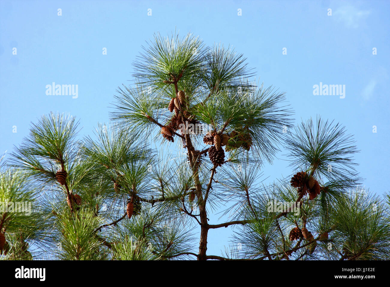 Pinus pinaster cone hi-res stock photography and images - Alamy