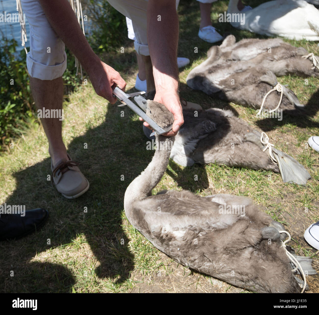 Staines inspect queens swans hi-res stock photography and images - Alamy