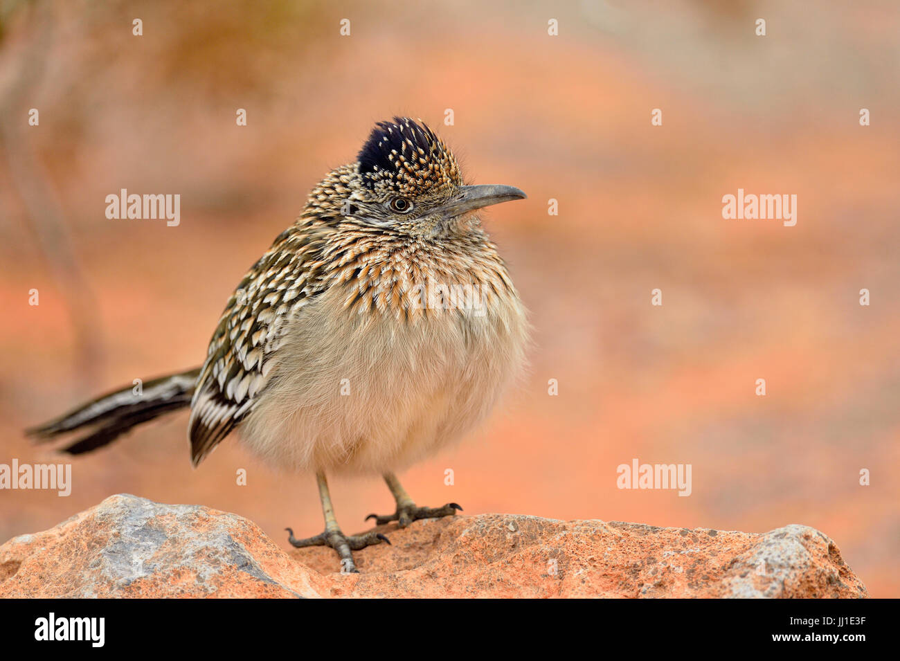 Greater Roadrunner (Geococcyx californianus), hunting, Valley of Fire ...