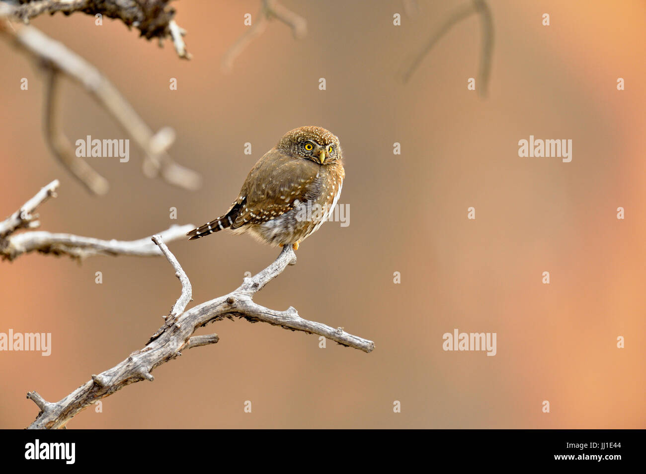 Northern pygmy owl (Glaucidium gnoma), perched in a tree, hunting ...