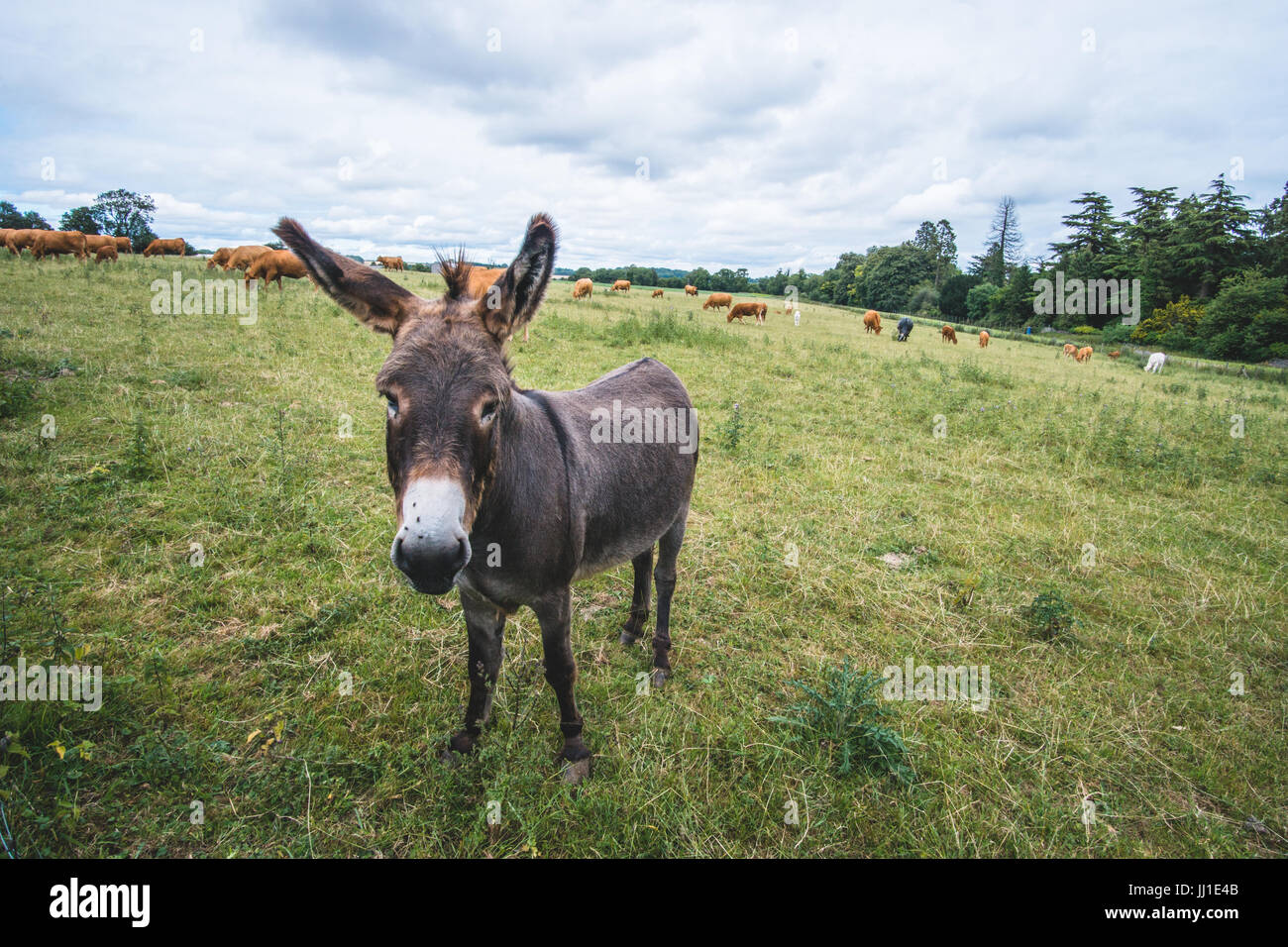 Friendly brown donkey in green field. Close up wide angle. sniffing ...