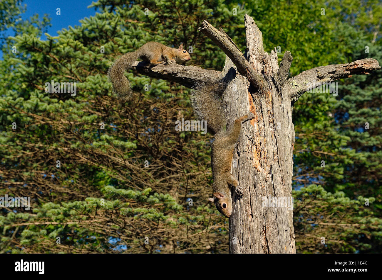 Eastern gray squirrel (Sciurus carolinensis) Young, captive, Minnesota ...