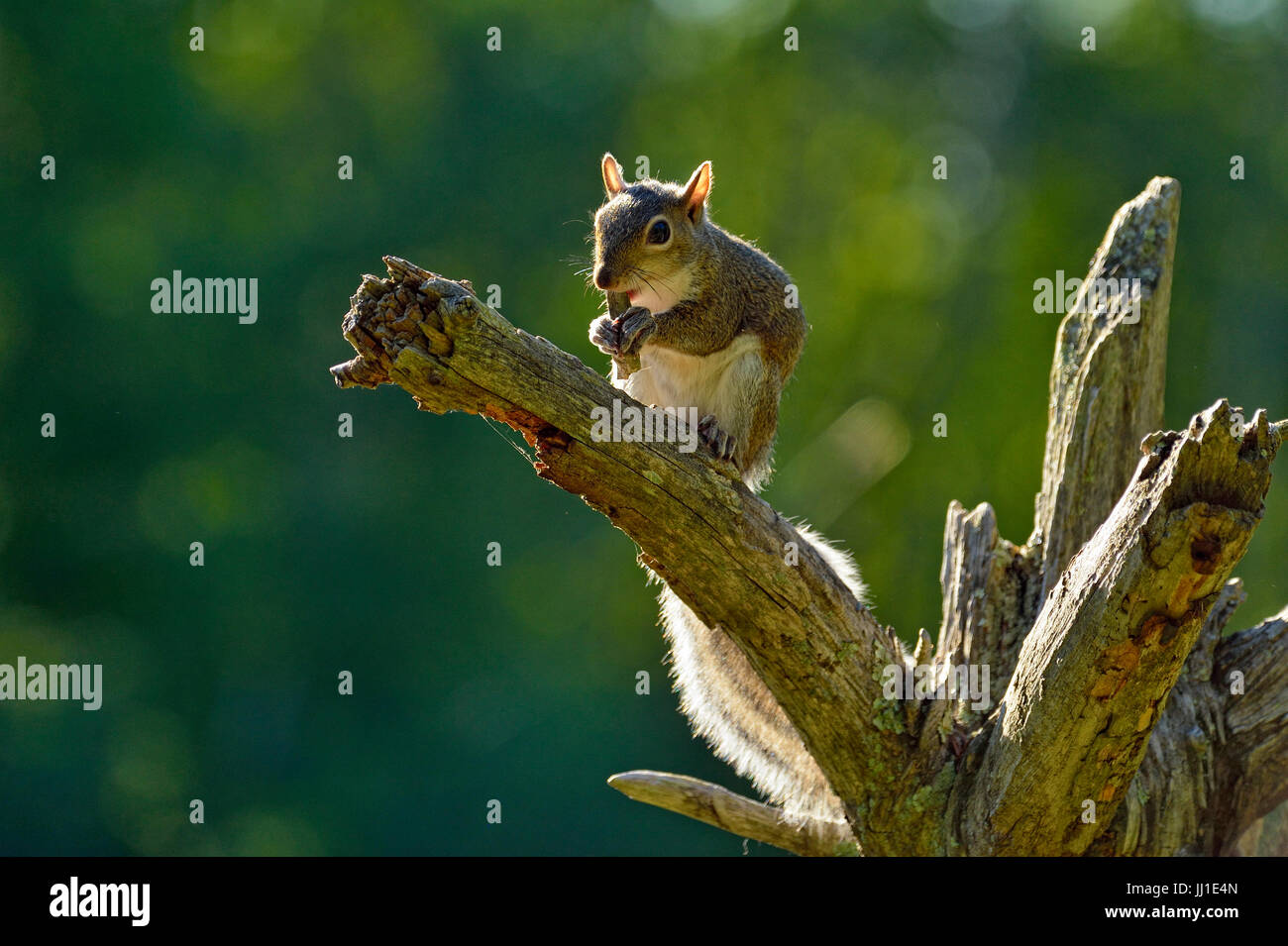 Eastern gray squirrel (Sciurus carolinensis) Young, captive, Minnesota ...